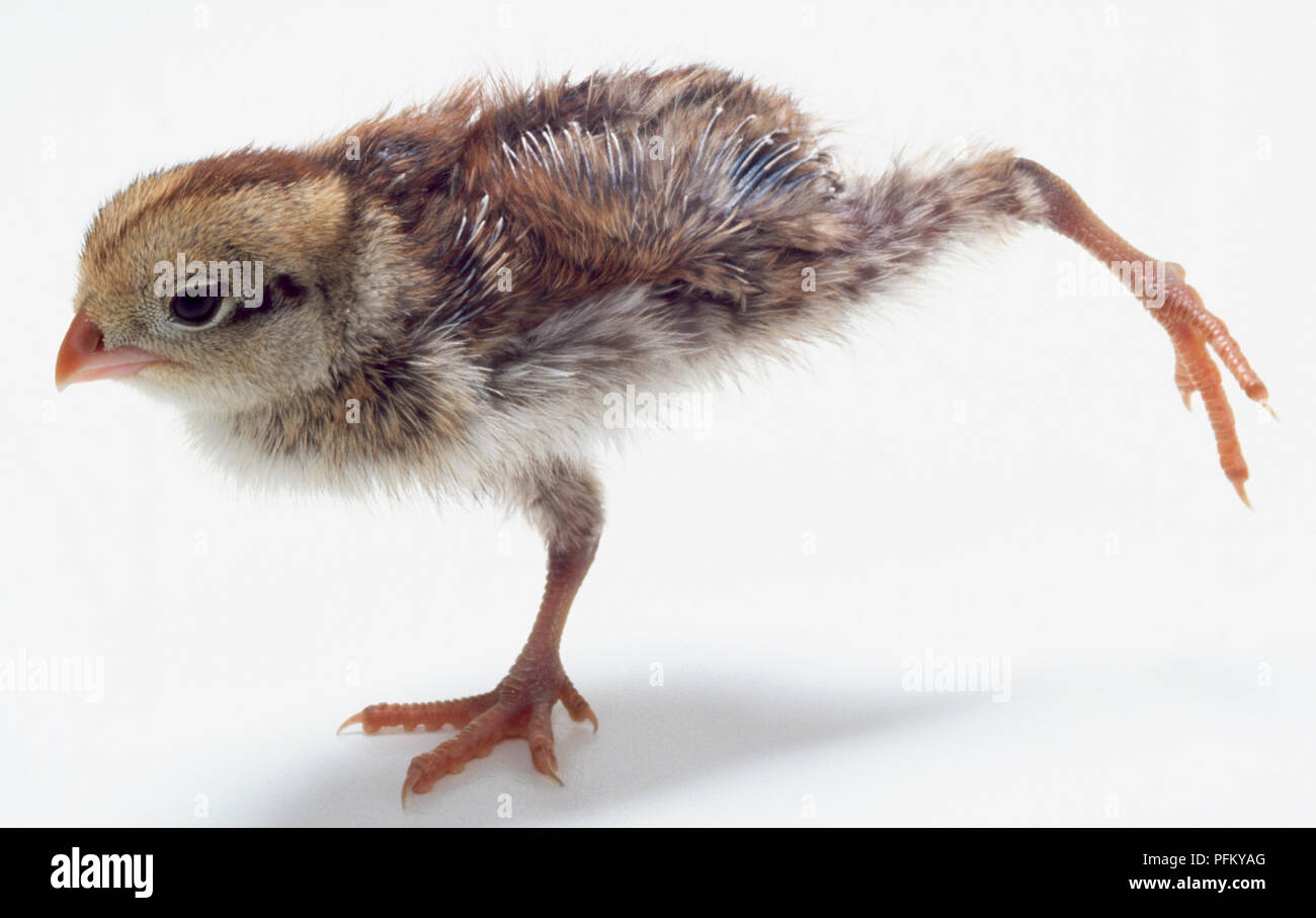Side view of a seven day-old Montezuma's Quail chick, with one leg ...