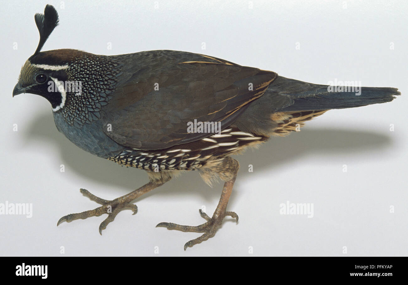 Side overhead view of a California Quail, a small gamebird, showing the ...