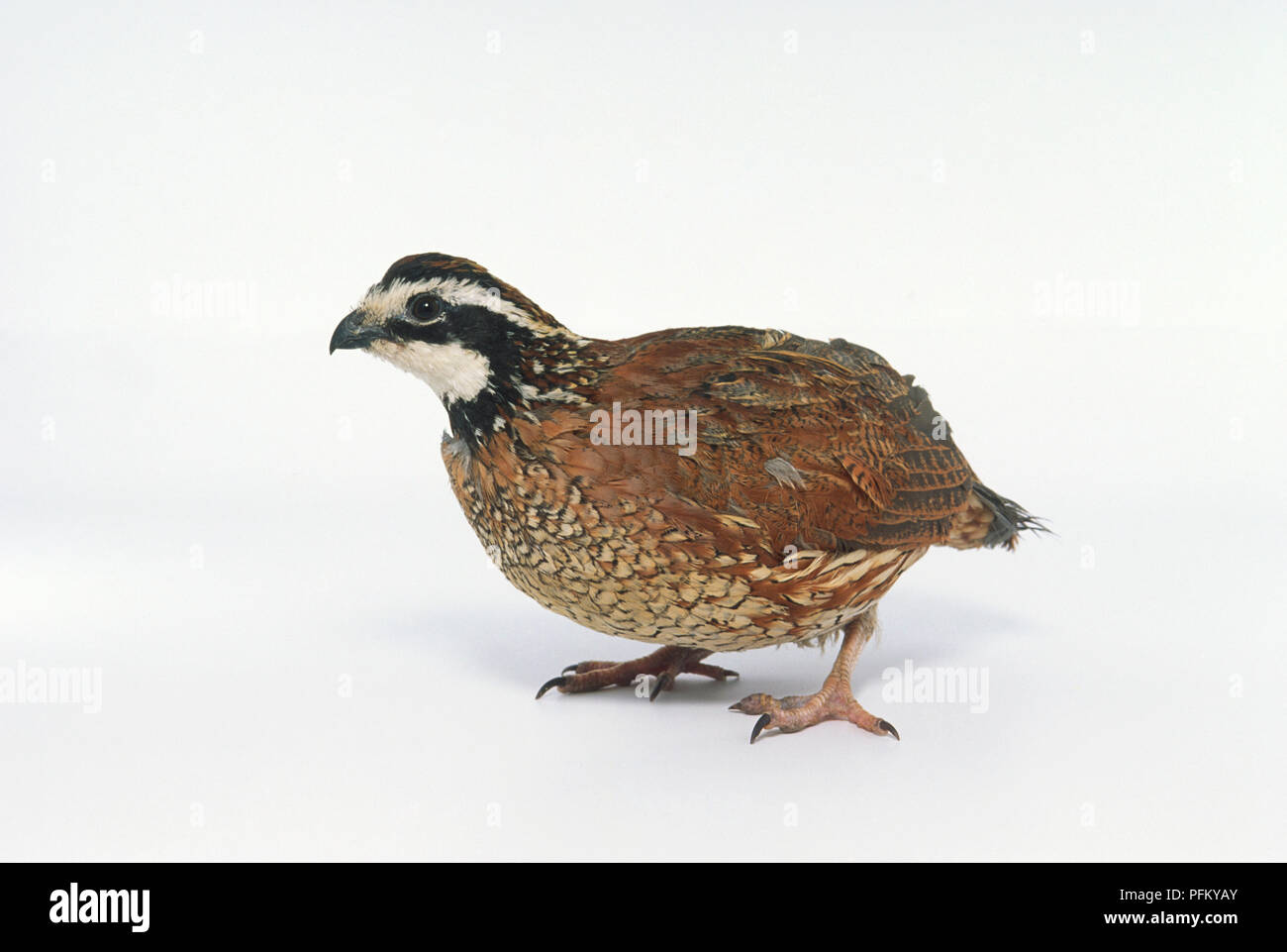 Northern bobwhite (Colinus virginianus), side view Stock Photo - Alamy