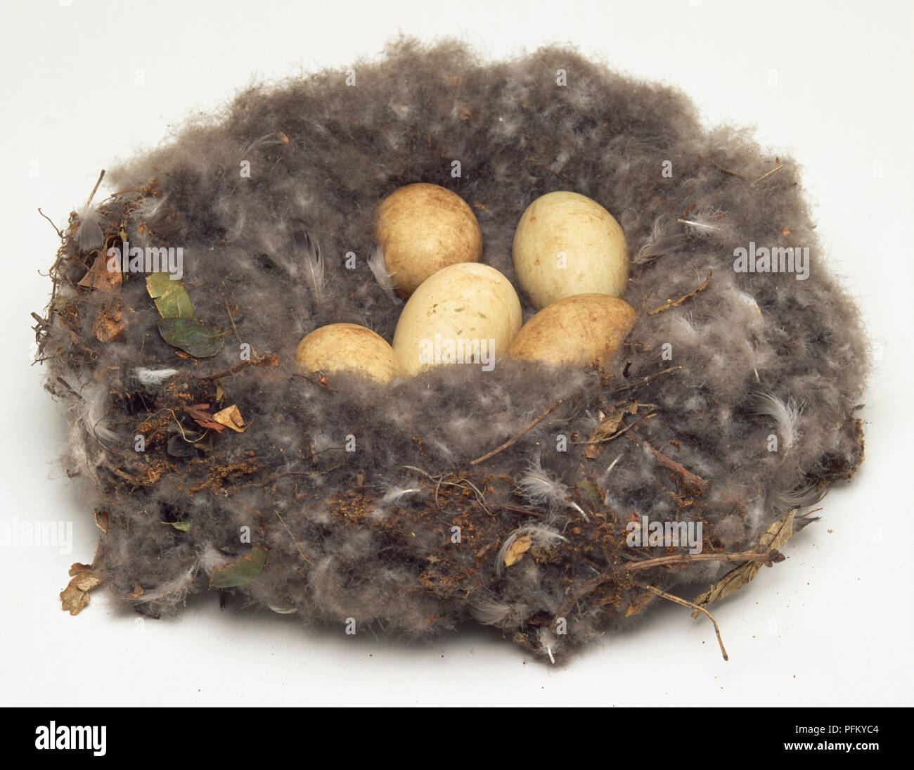 Overhead view of the nest, containing five eggs, of a Red-Breasted ...