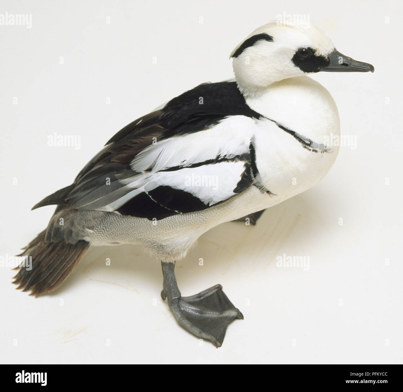 Side overhead view of a Smew, with head in profile, narrow bill, neat ...
