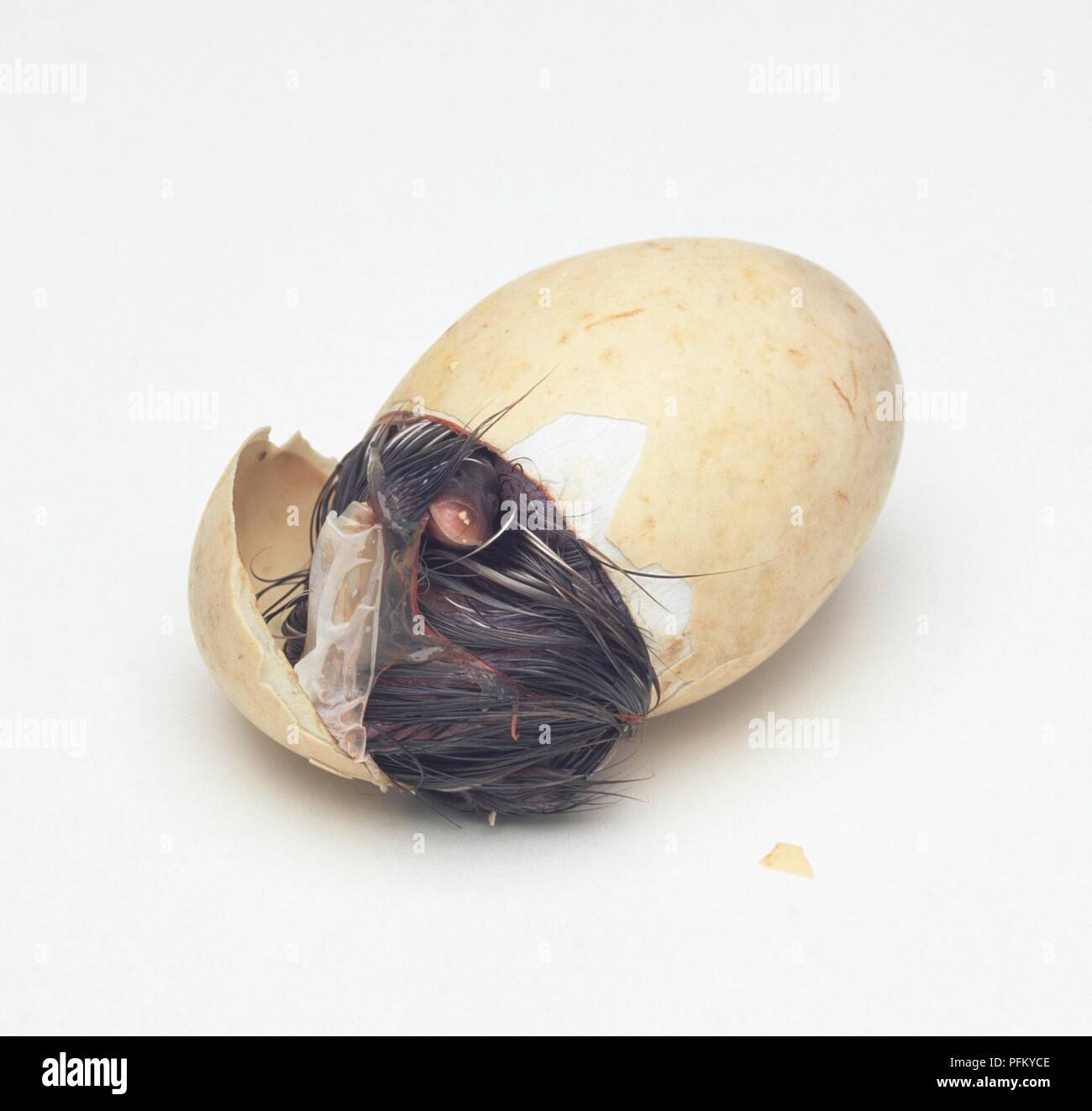 Jubata hi-res stock photography and images - Alamy