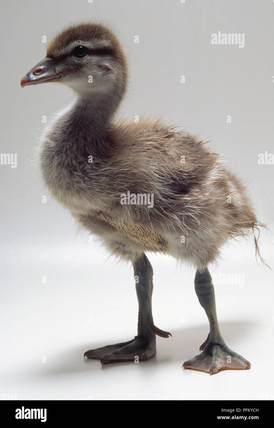 Side front view of a fourteen-day-old Maned duckling with head in ...