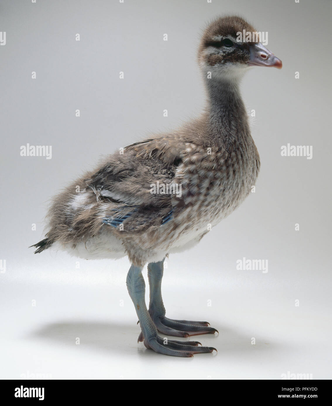 Webbed feet birds hi-res stock photography and images - Alamy