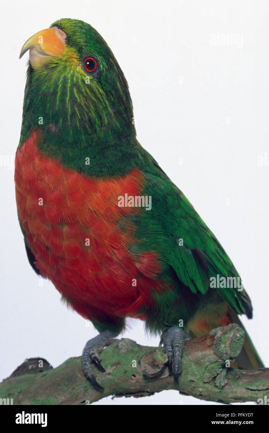 Side front view of an Emerald Lorikeet with head in profile, perching on a branch, showing the ...