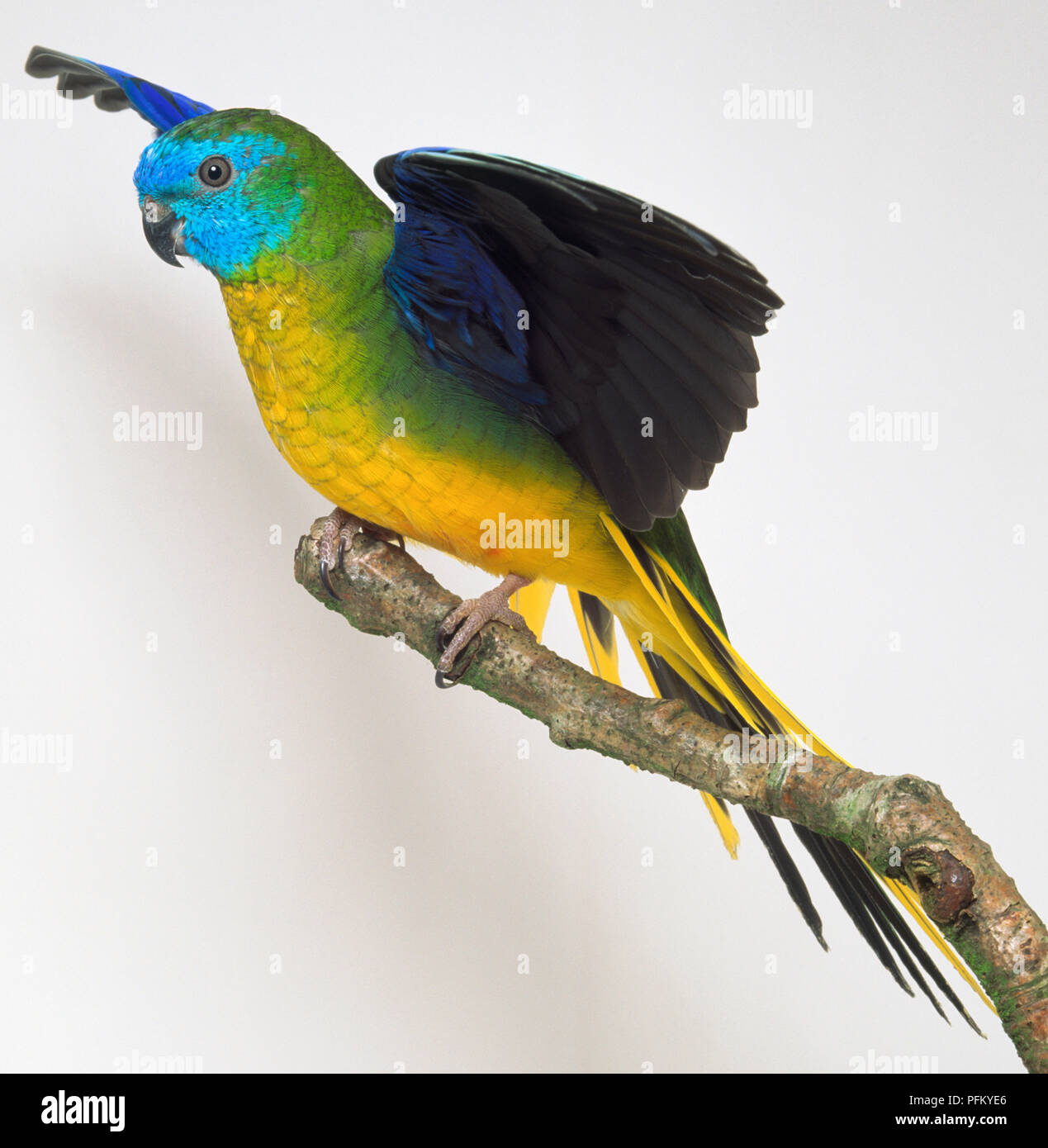 Side view of a male Turquoise Parrot with head in profile, perching on ...