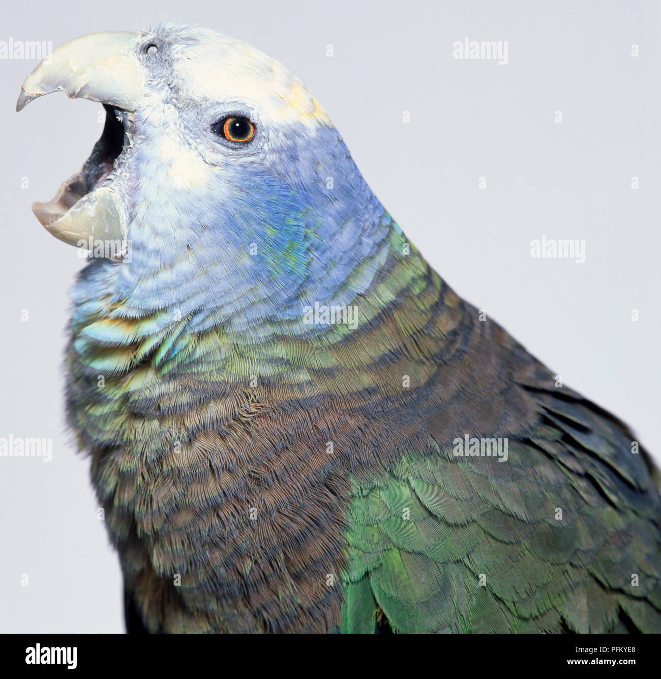 Side view head profile of a St Vincent Parrot or Green Phase, seen in ...