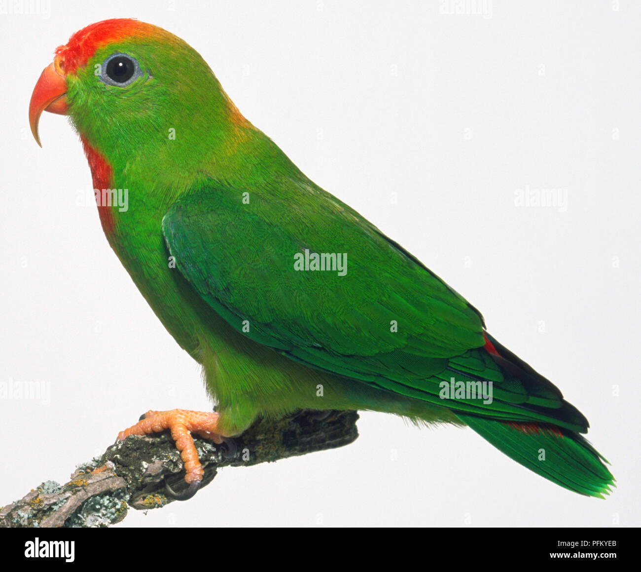 Side view of a Philippine Hanging Parrot with head in profile, perching ...