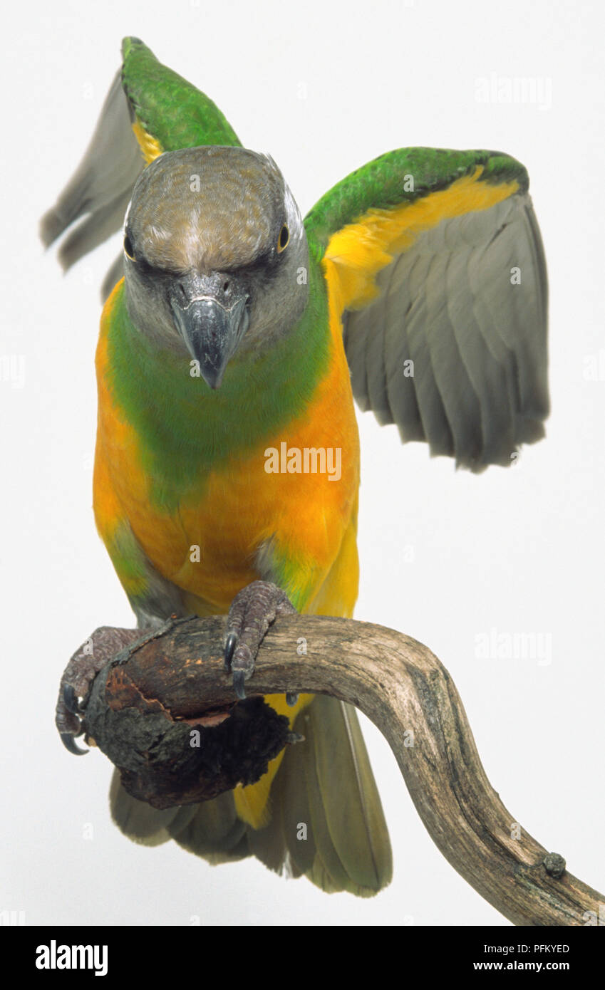 Slightly raised hi-res stock photography and images - Alamy