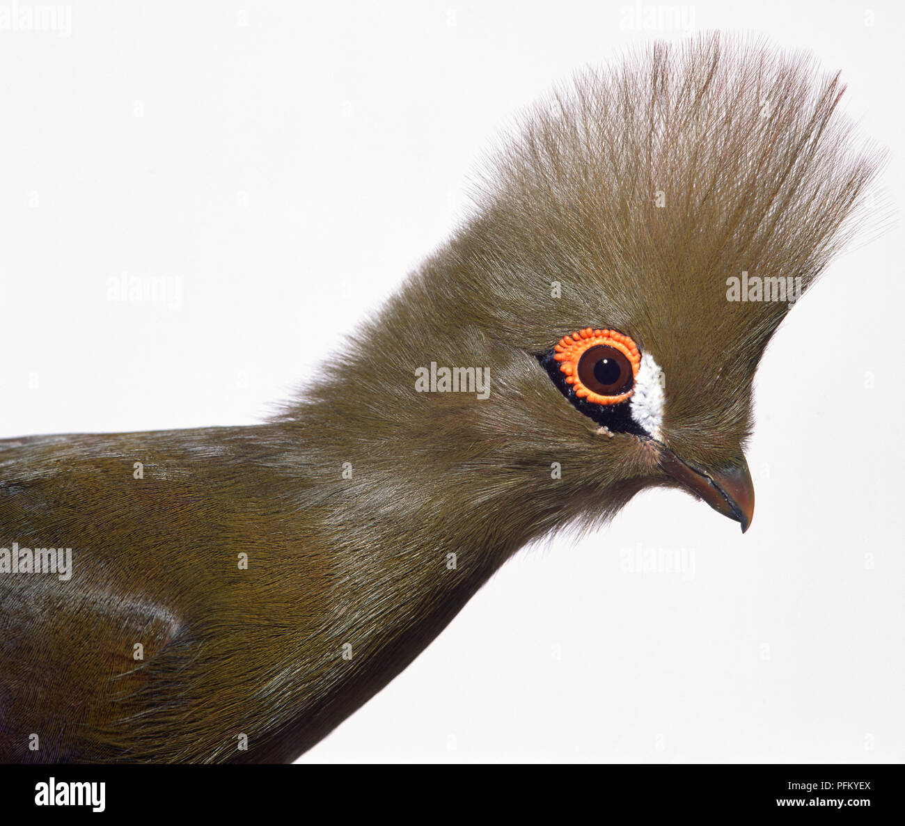 Side view head profile of a Guinea Turaco, showing the crest of ...