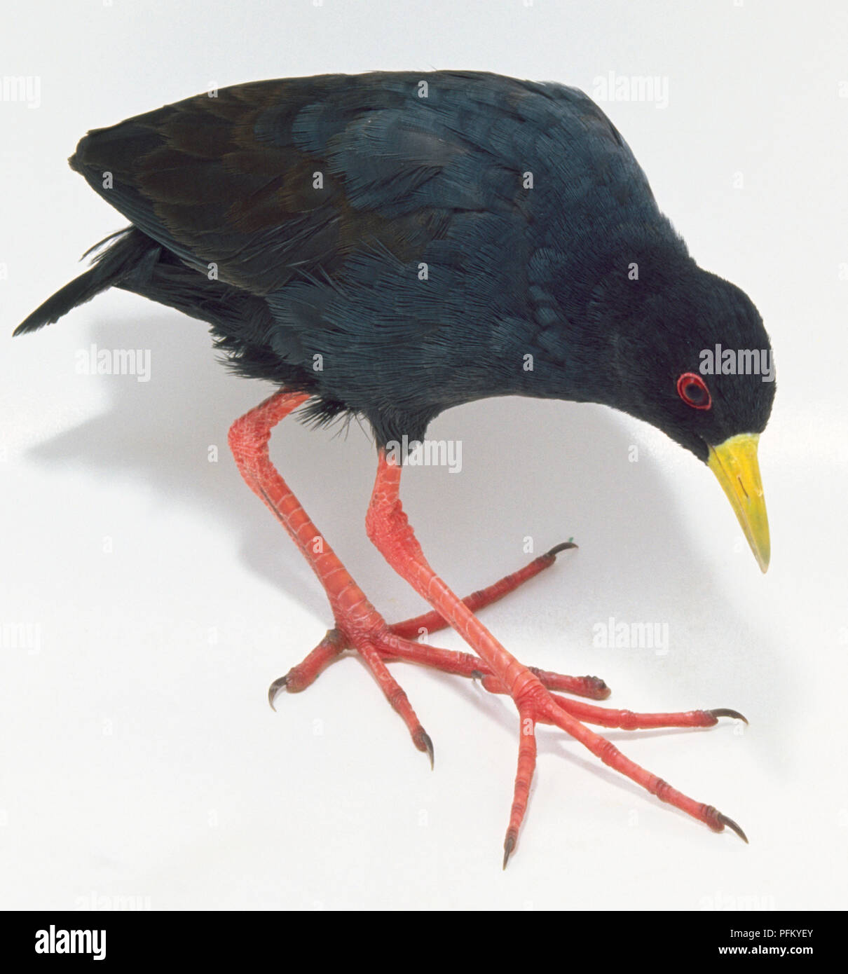 Overhead side view of a Black Crake, a South African bird with long ...