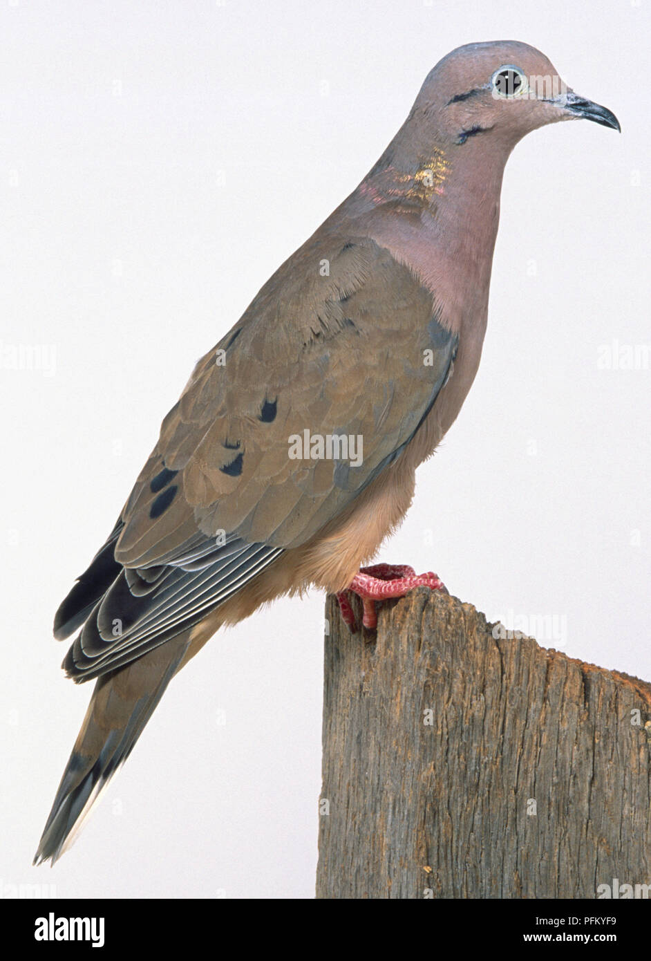 Side view of a Mourning Dove, perching on a wooden post, with head in ...