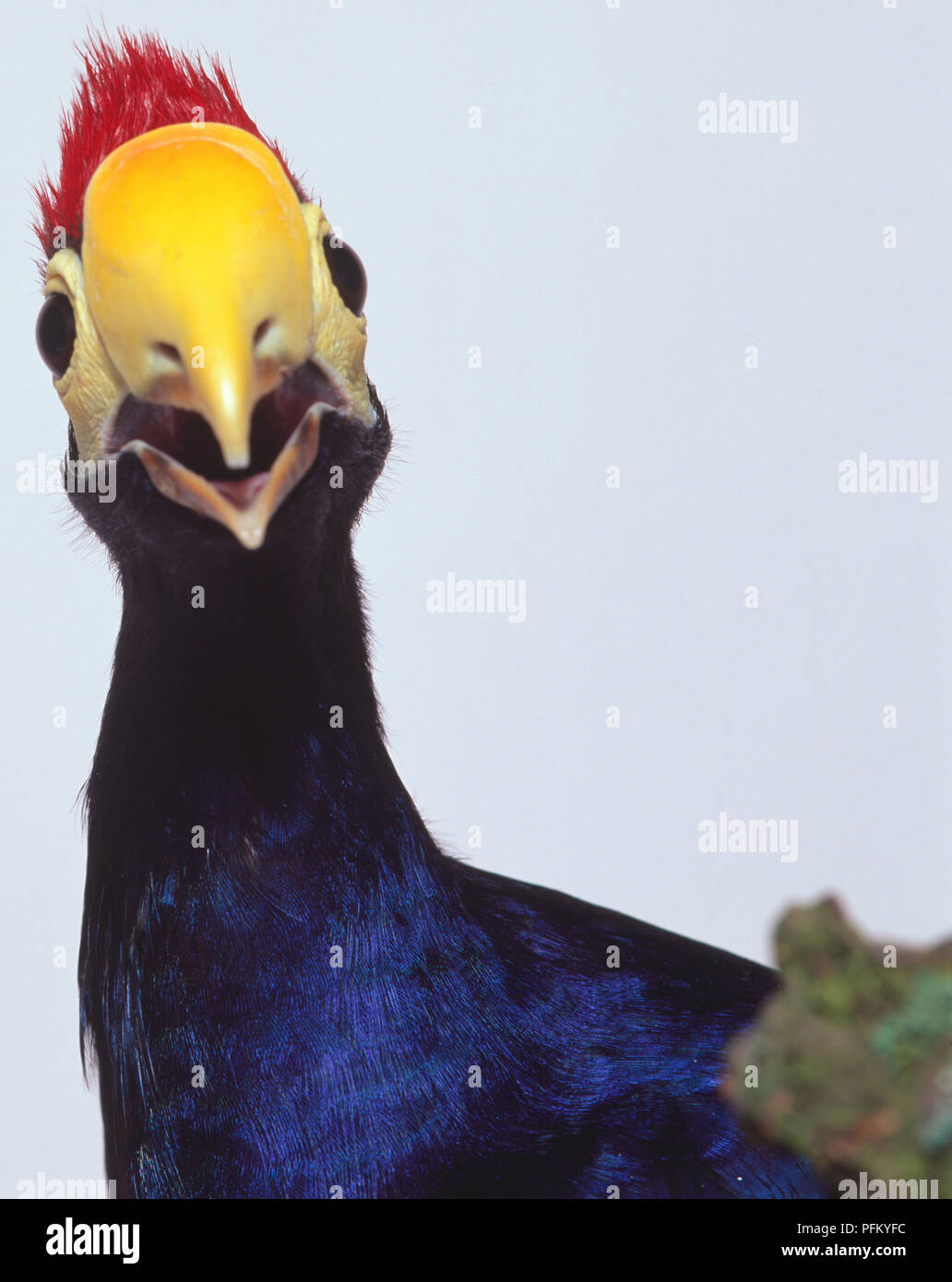 Lady Rosss Turaco Stock Photos & Lady Rosss Turaco Stock Images - Alamy