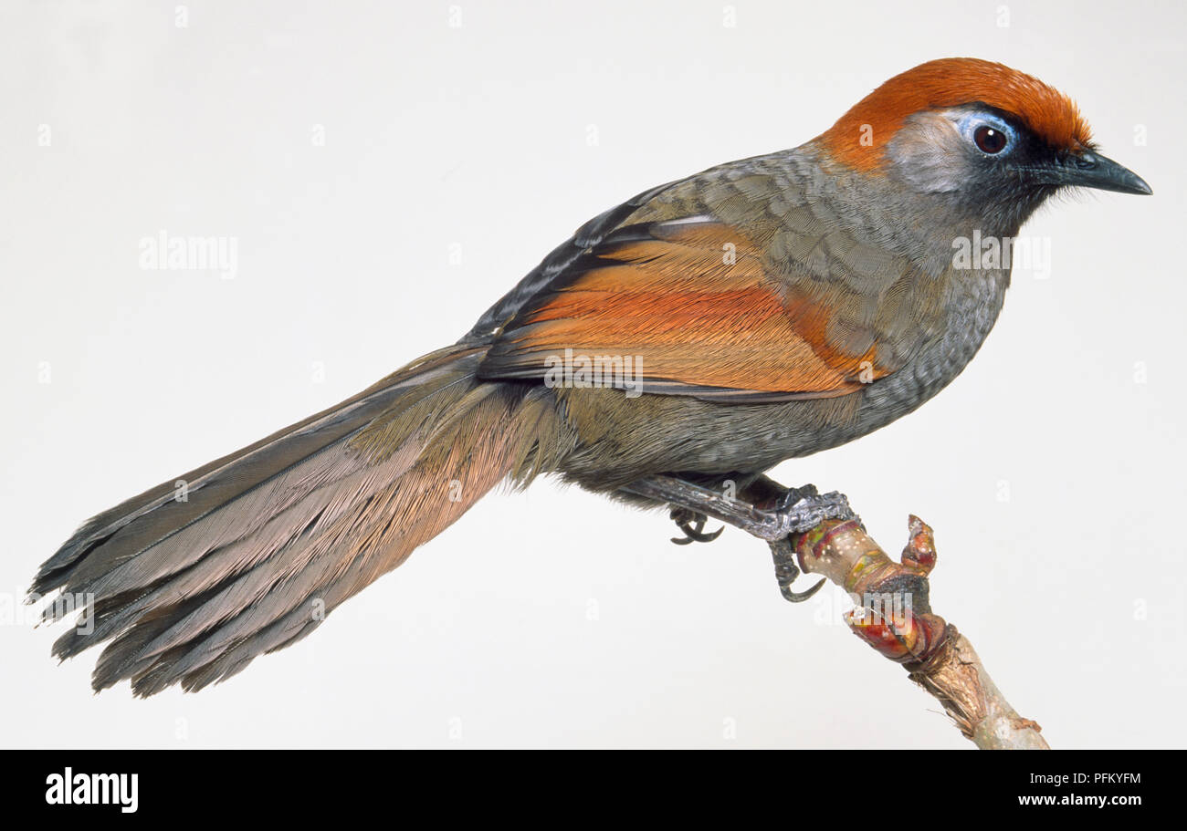 Golden crowned babbler hi-res stock photography and images - Alamy