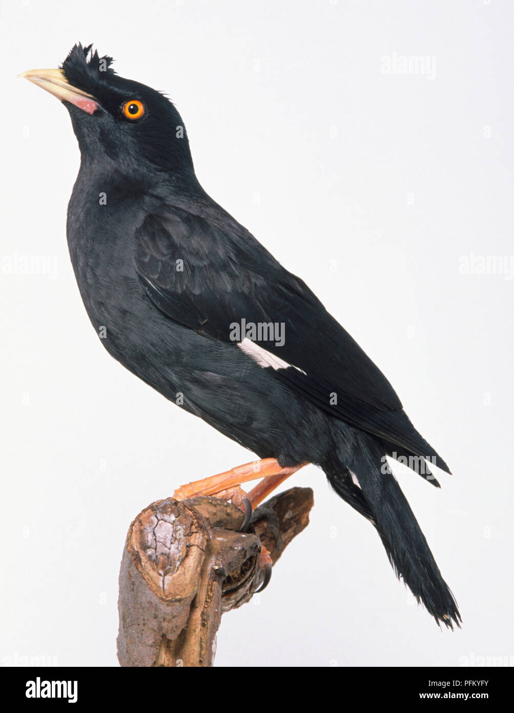 Side view of a Crested Myna, perching on a branch, with its head in ...