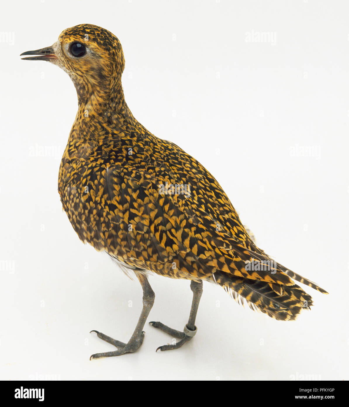 Female Golden Plover High Resolution Stock Photography and Images - Alamy