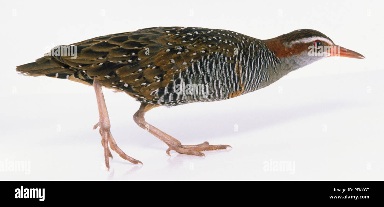 Hunched bird hi-res stock photography and images - Alamy