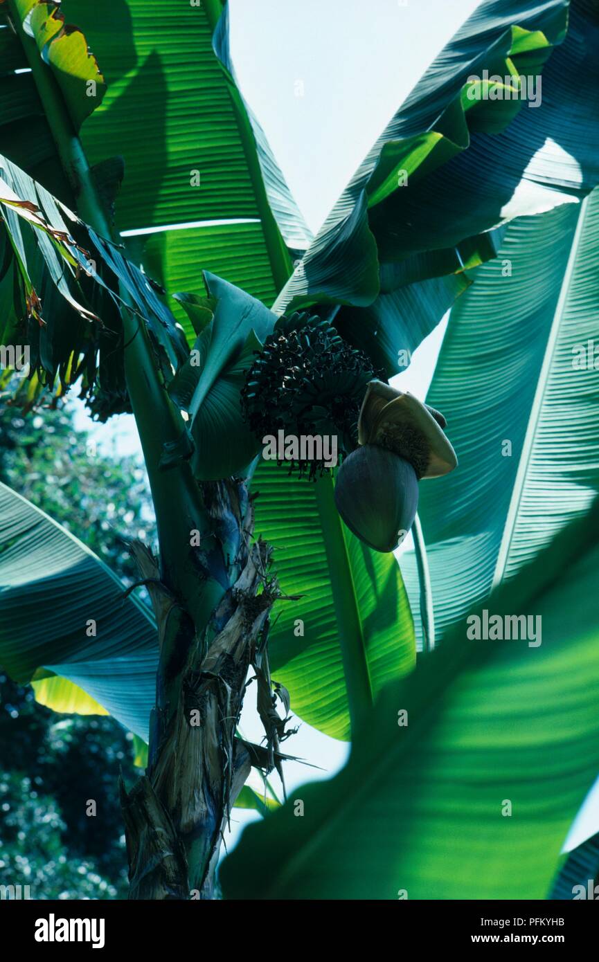 Flower spike and leaves of Musa Basjoo (Japanese fibre banana), close ... Flower spike and leaves of Musa Basjoo (Japanese fibre banana), close ...