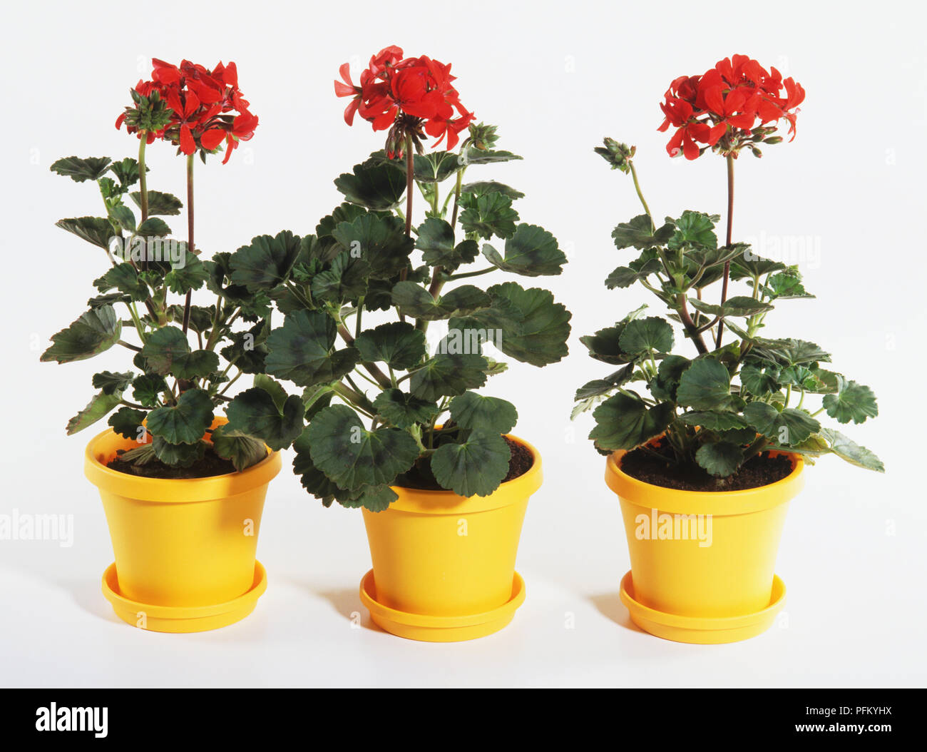 Red geraniums planted in yellow plastic flowerpots Stock Photo - Alamy