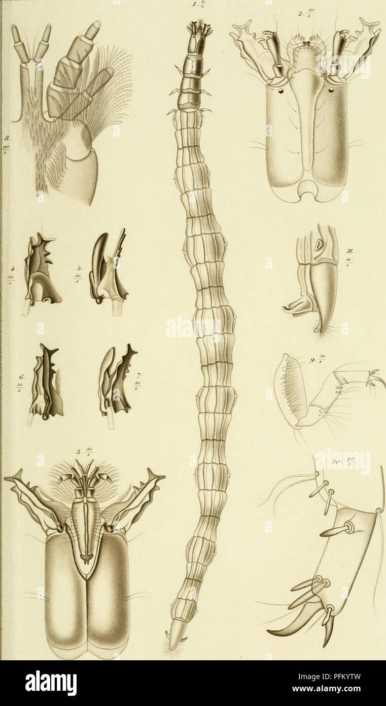 This text examines the metamorphosis of beetles, documenting their developmental stages and ...