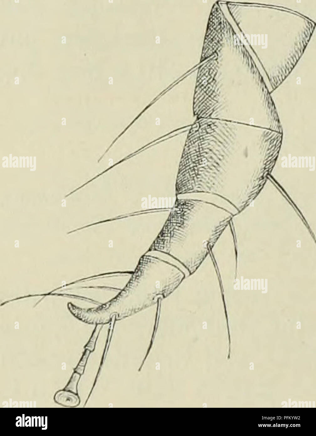 This text discusses various species within the Demodicidae and ...