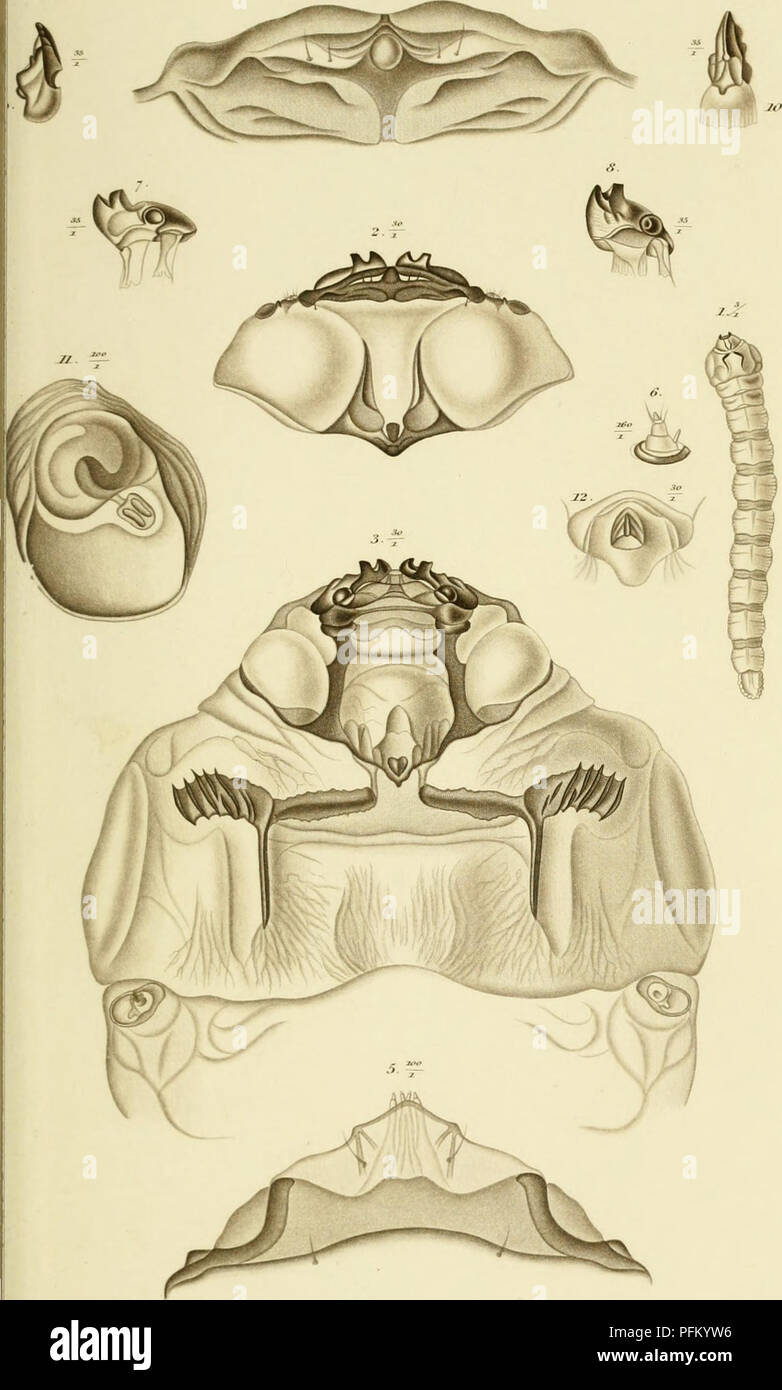 This work on insect metamorphosis by J.C. Schiødte explores the ...