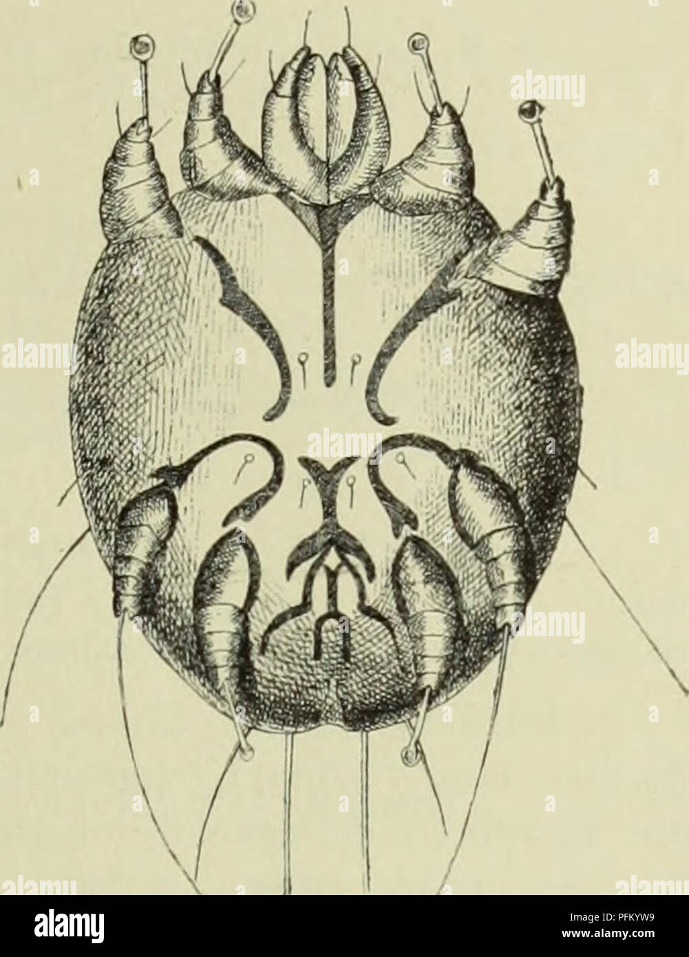 This image depicts various species within the Demodicidae and ...