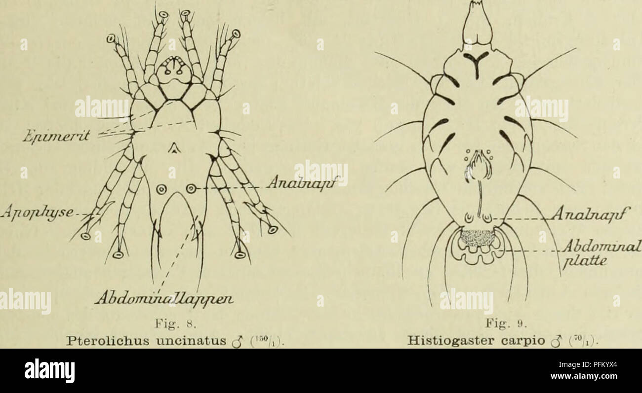 This detailed zoological description examines the anatomical features ...