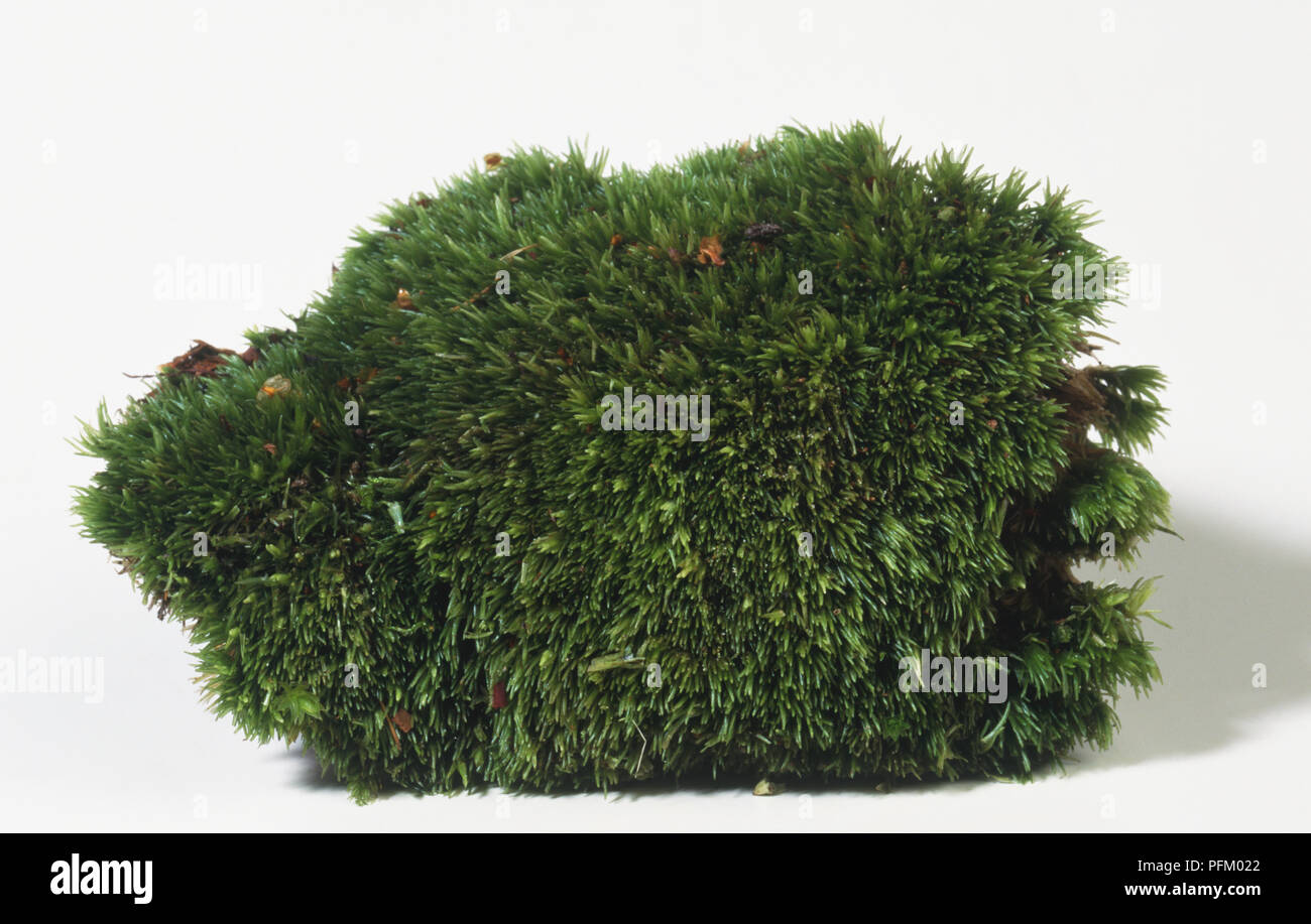 Mosses clumps hi-res stock photography and images - Alamy