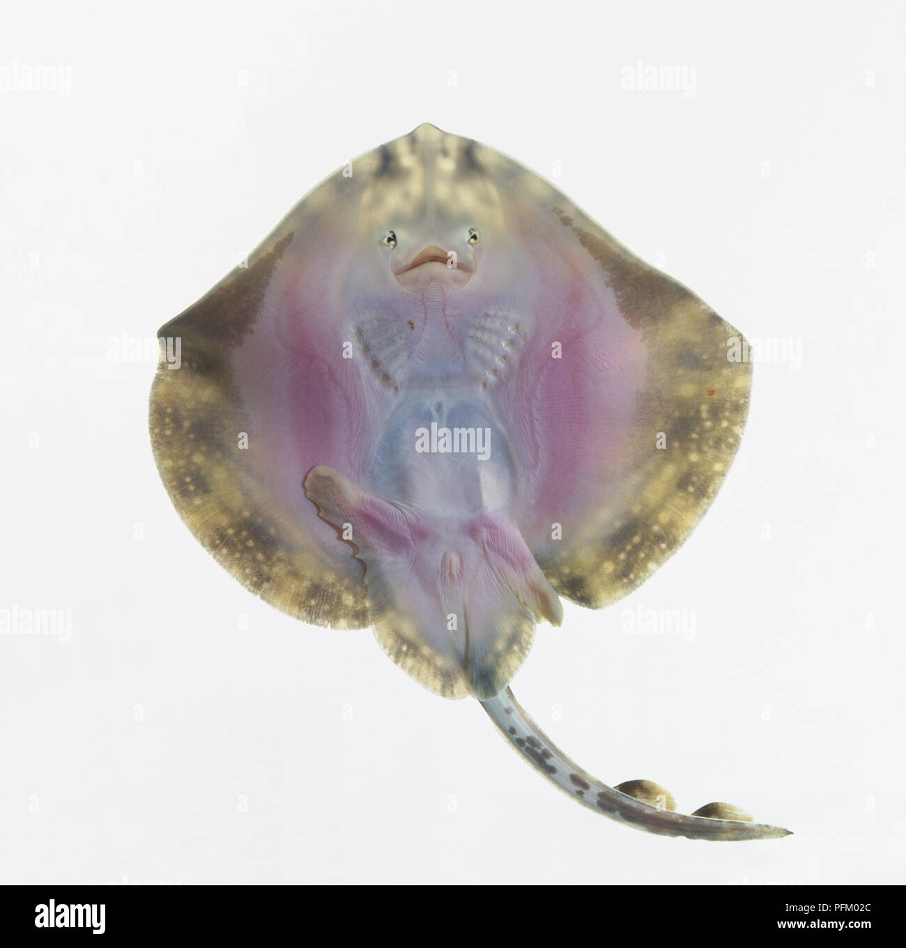 Rajidae anatomy hi-res stock photography and images - Alamy