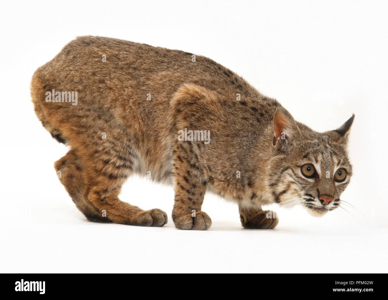 Bobcat behaviour Cut Out Stock Images & Pictures - Alamy