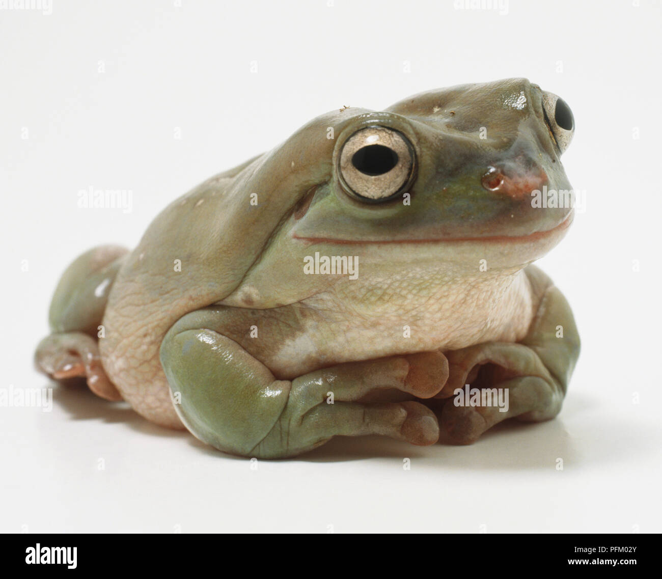 White's Tree Frog (Litoria caerulea) seated with its front legs folded ...