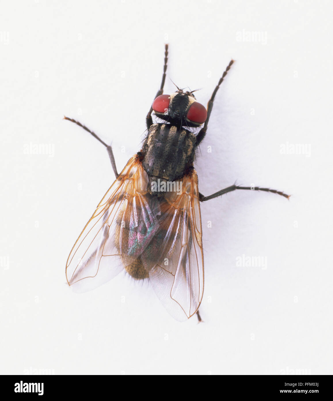 Common House Fly (Musca domestica), view from above Stock Photo - Alamy