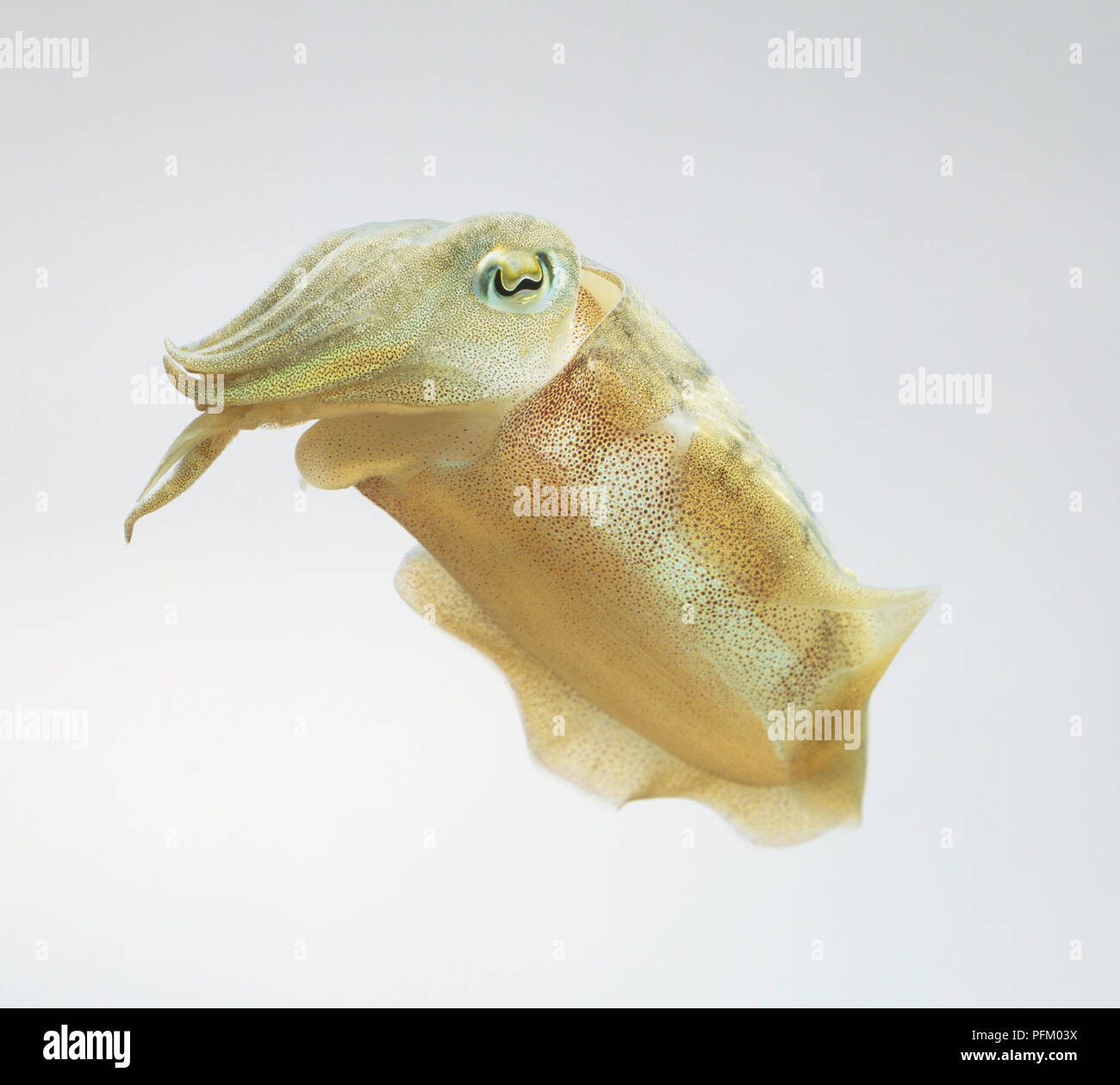 Cuttlefish in water Stock Photo - Alamy