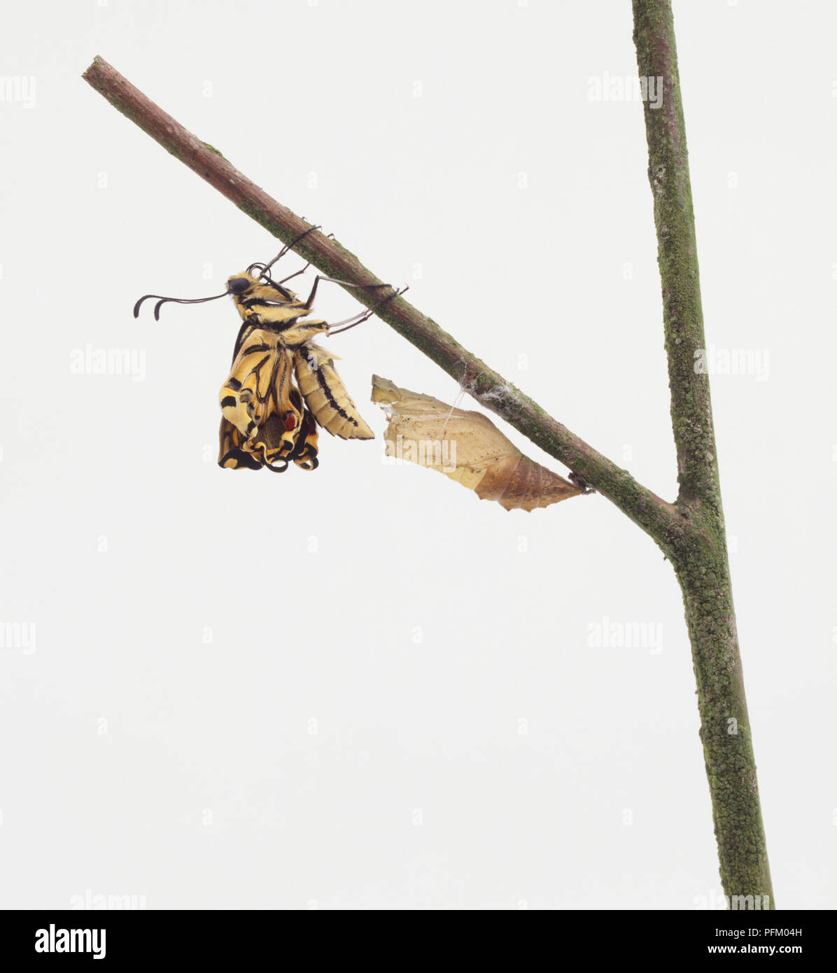 European swallowtail butterfly (Papilio machaon) emerging from cocoon ...