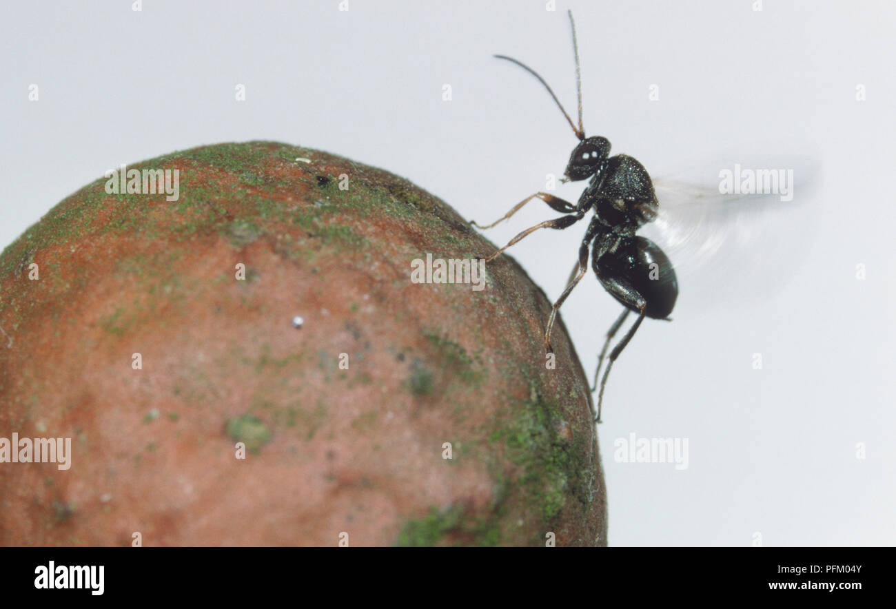Marble gall wasp (Andricus kollari) with wings flapping Stock Photo - Alamy