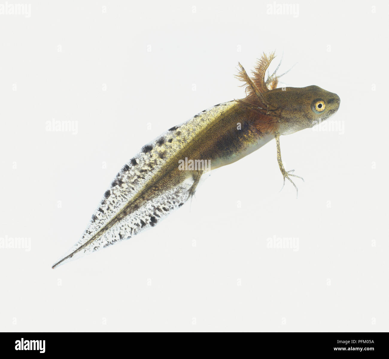 Newt tadpole hi-res stock photography and images - Alamy