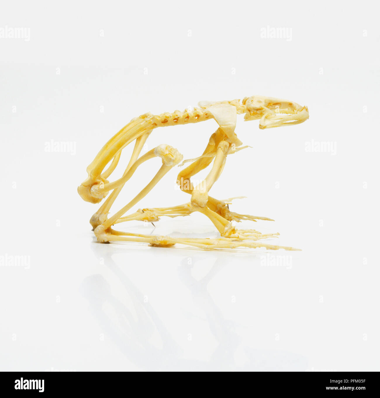Bullfrog skeleton hi-res stock photography and images - Alamy