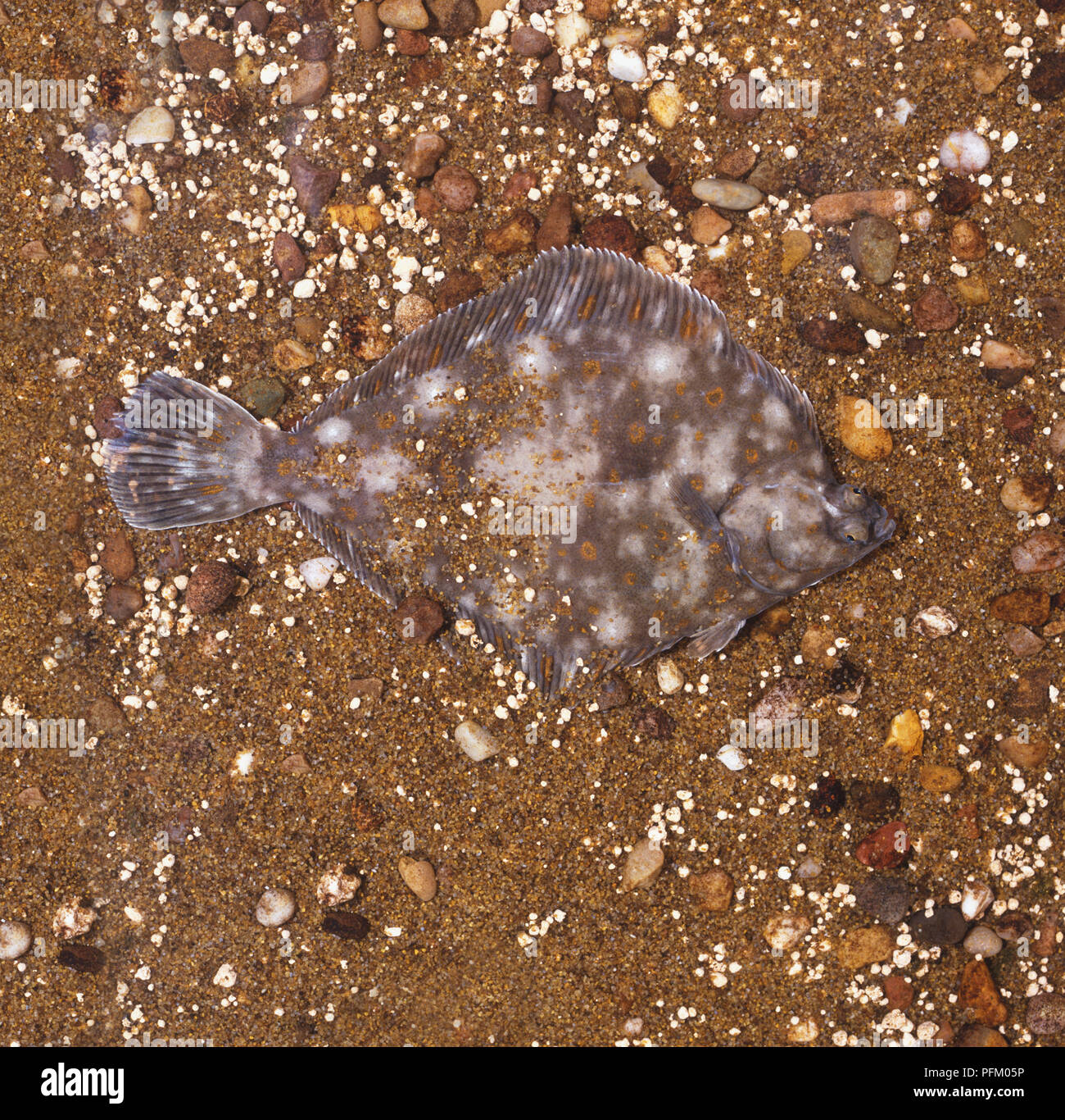 Plaice fish hiding in sand Stock Photo - Alamy
