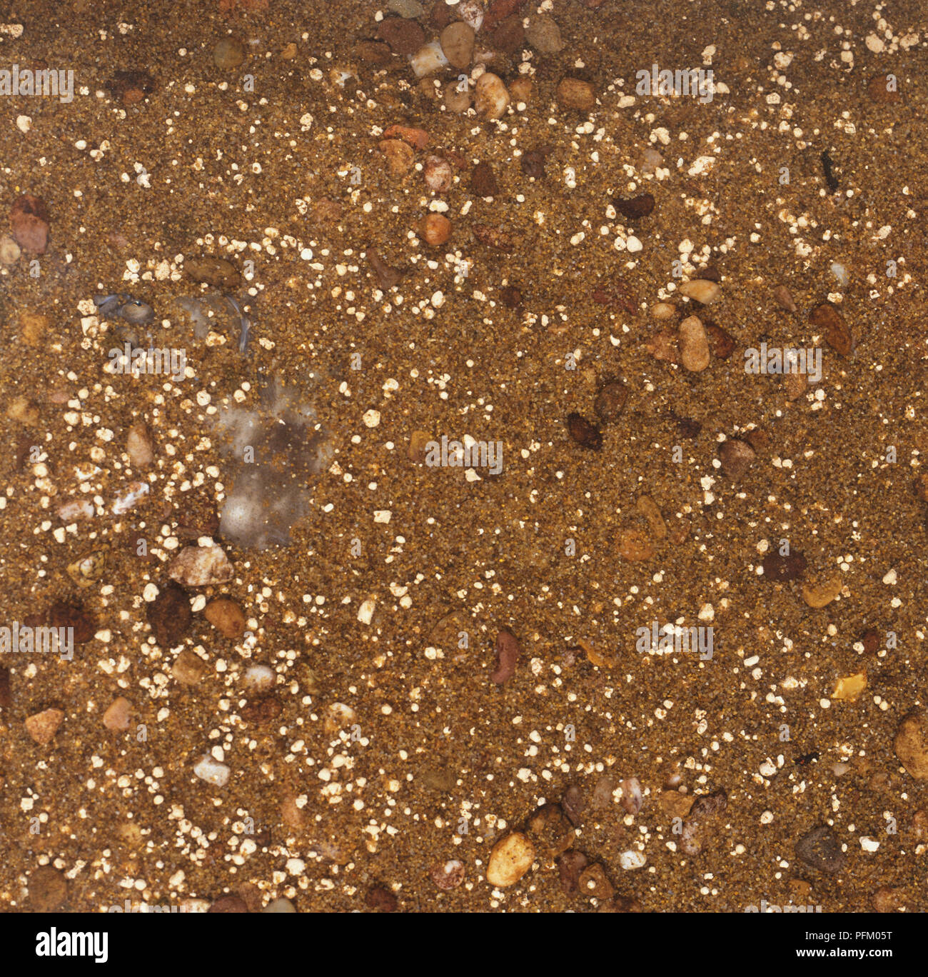 Plaice fish almost completely hidden in sand Stock Photo - Alamy