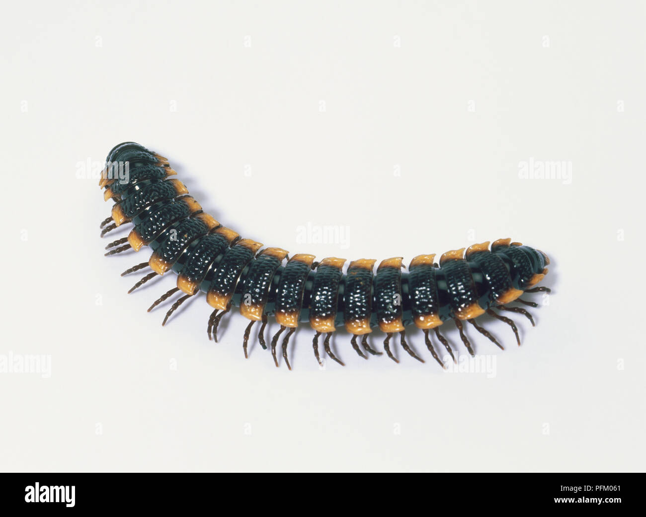 Flat-backed or armoured millipede (Polydesmidae), view from above Stock ...