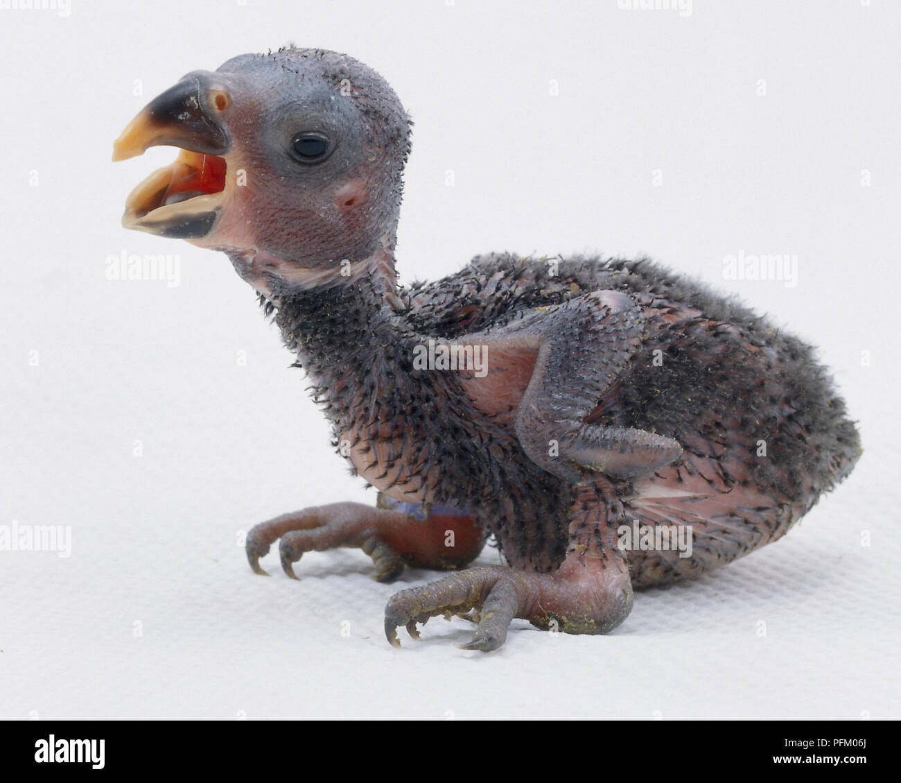 White parrot young hi-res stock photography and images - Alamy