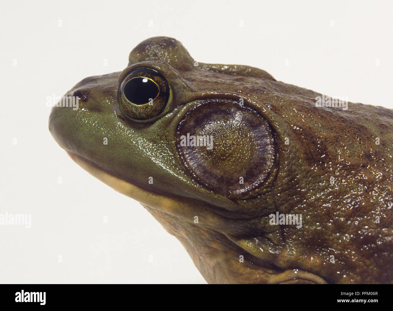 American bullfrog (Rana catesbeiana), showing large eardrum on side of ...