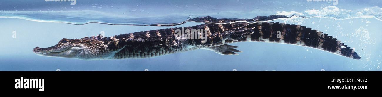 American alligator (Alligator mississippiensis) underwater, swimming ...