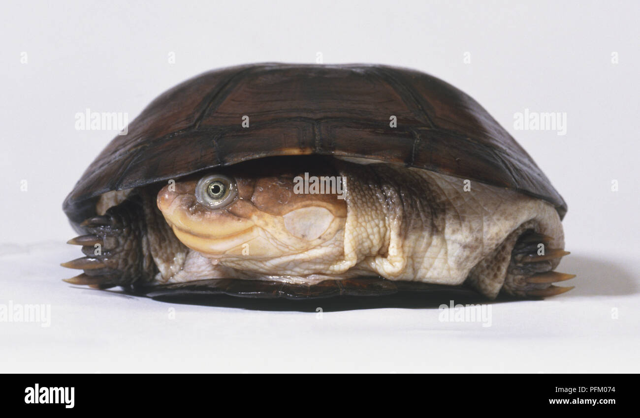 African red-necked turtle with head pulled in under shell Stock Photo ...
