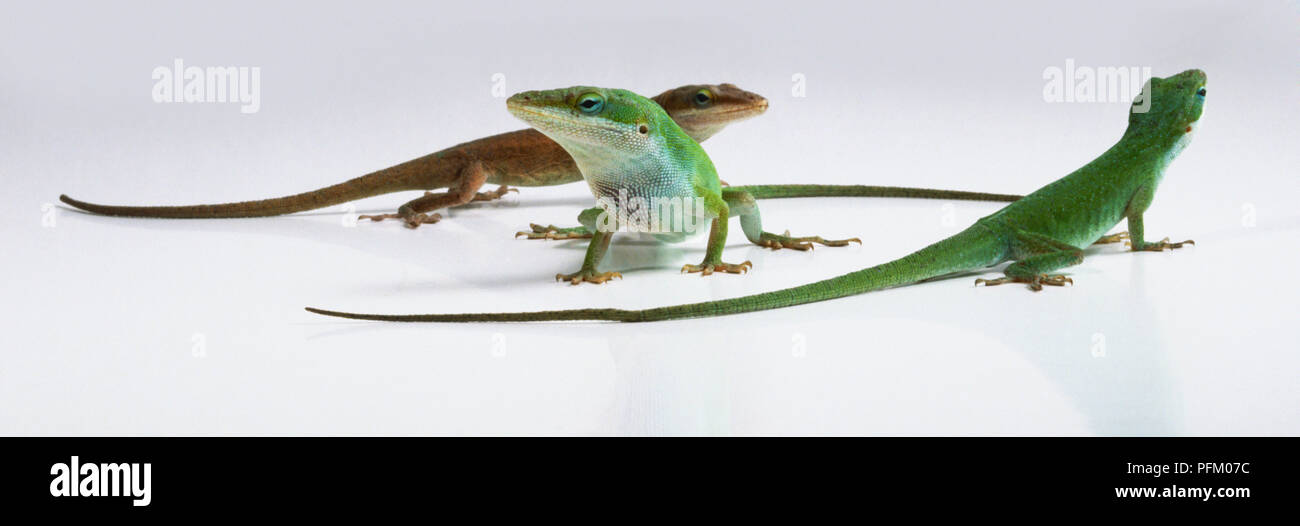 Three Lizards High Resolution Stock Photography and Images - Alamy