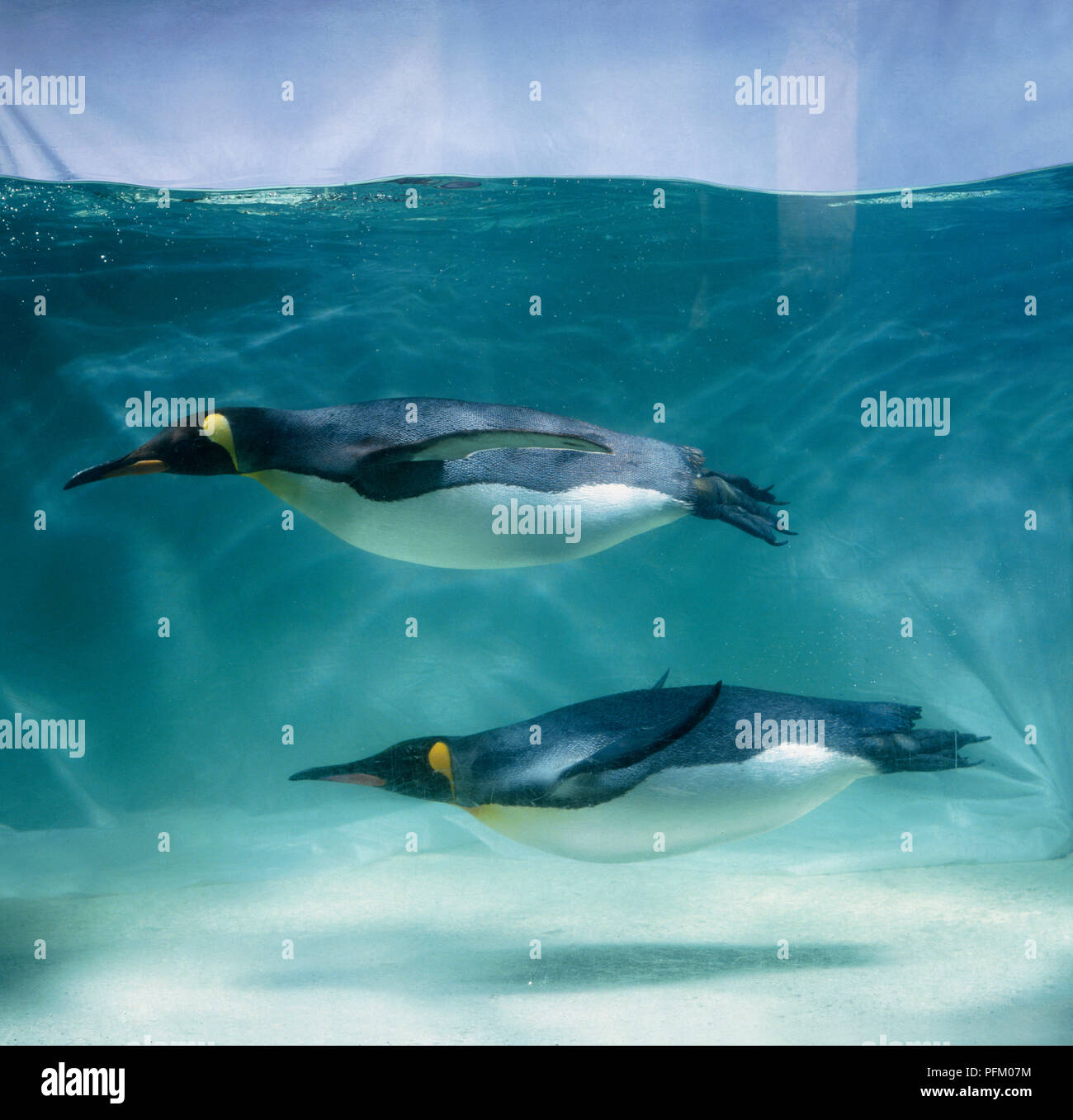 Pair of King penguins (Aptenodytes patagonicus) swimming together, side ...