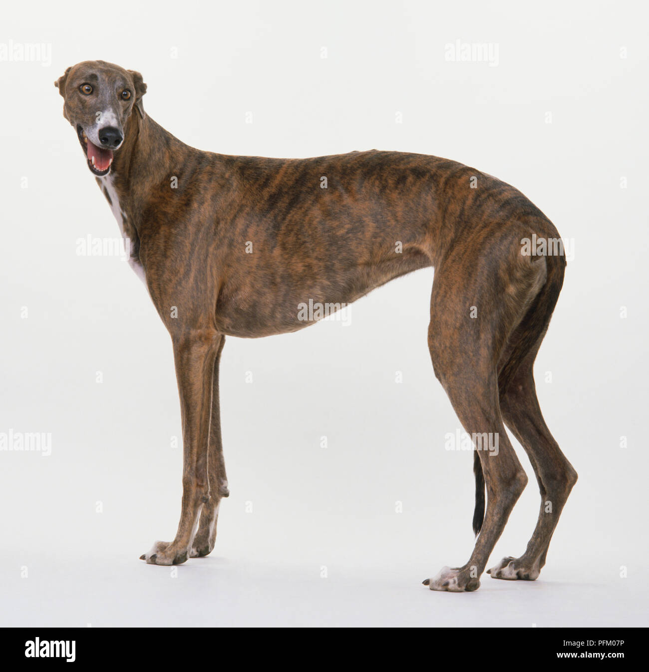 Forward facing hi-res stock photography and images - Alamy