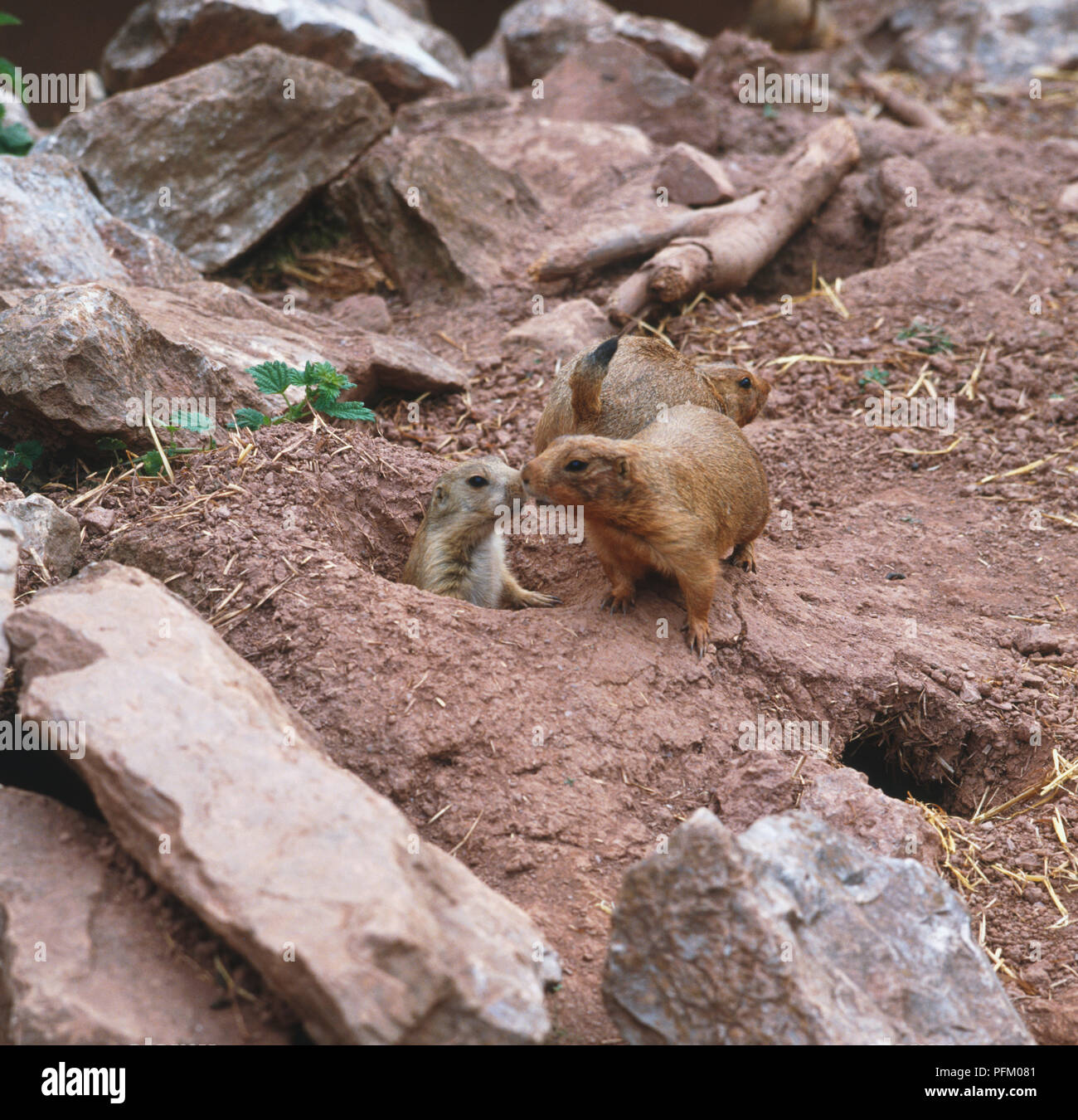 Black-tailed prairie dogs (Cynomys ludovicianus), young animal ...