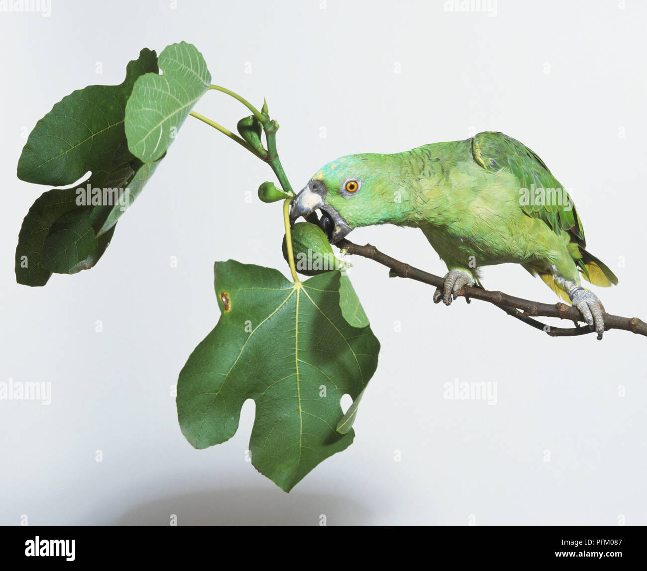 Yellow-naped Amazon parrot (Amazona auropalliata) picking fruit from a ...